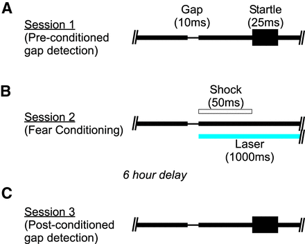 Fear Potentiation of Gap Detection | Internal Worlds